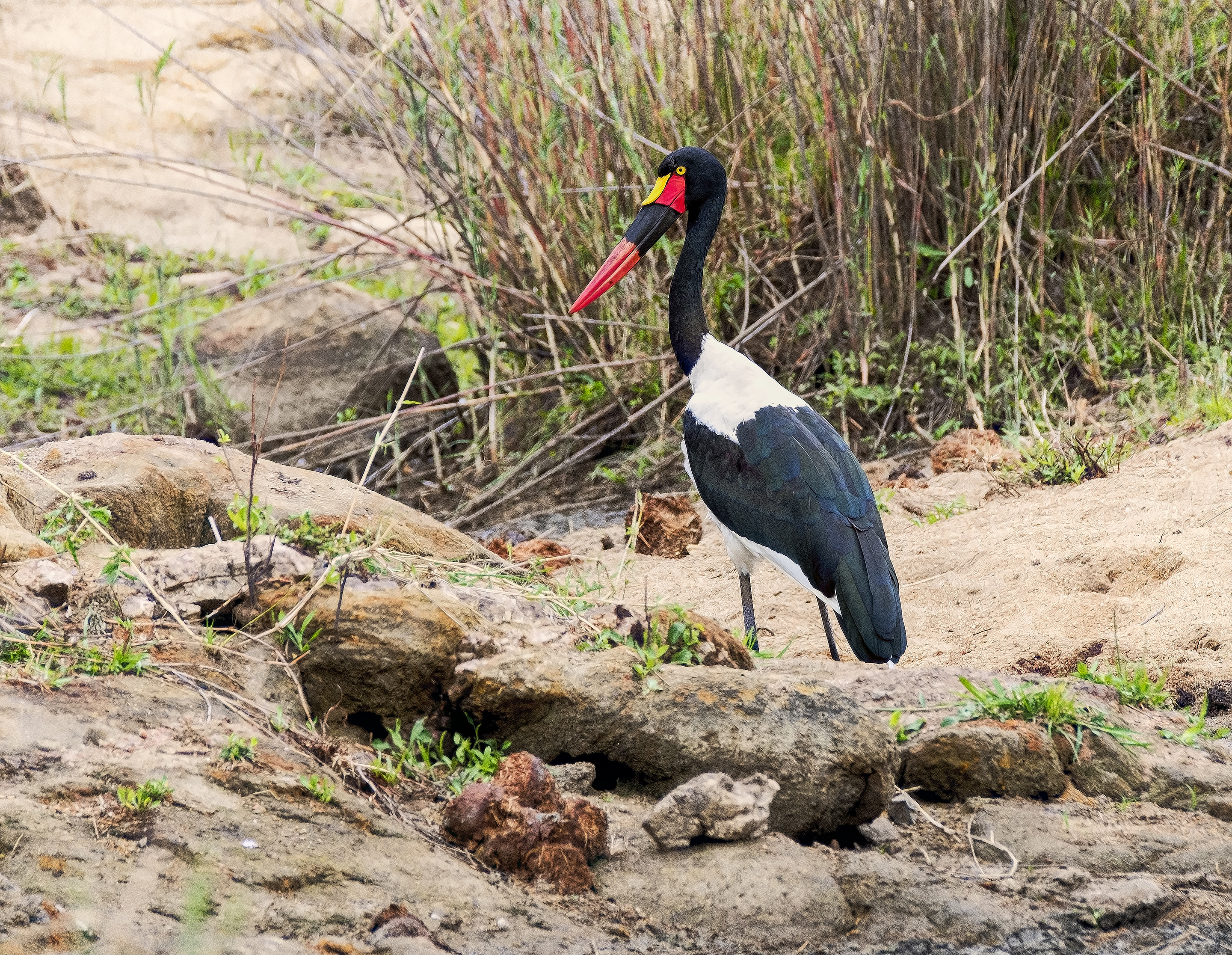 Magnificent Colors | Shutterbug